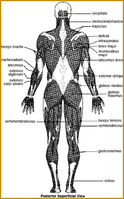 The Language Of Anatomy Worksheet Language Worksheets